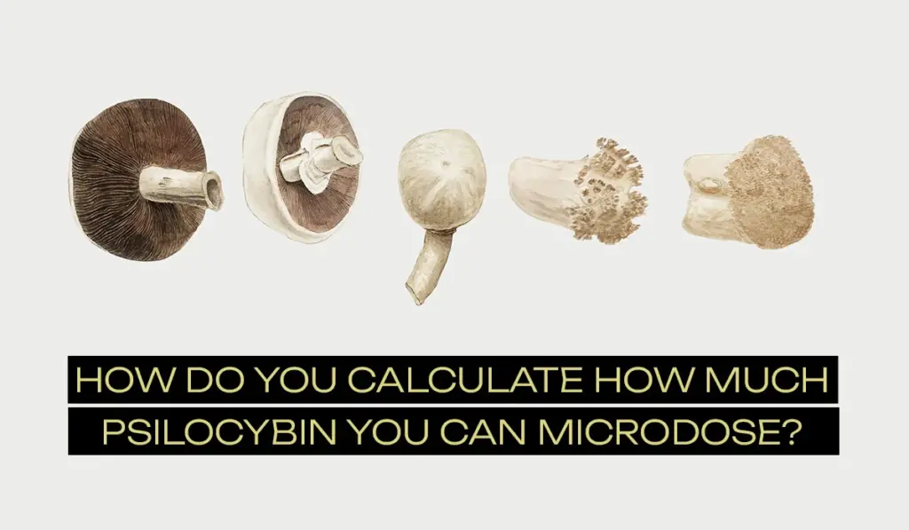 Shroom Dosage 🍄 Psilocybin Doses and Their Varied Effects