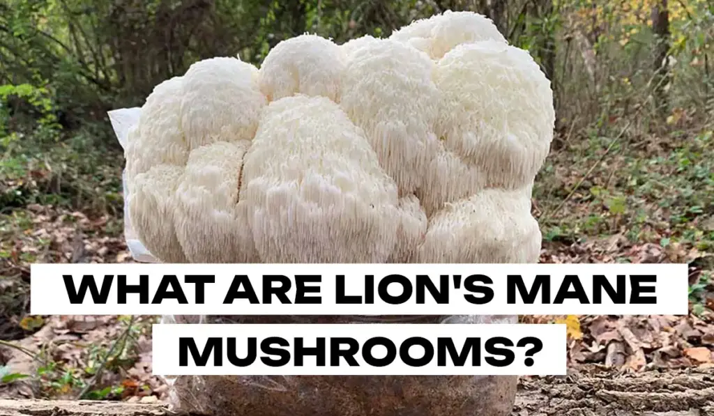 Lion's Mane Mushrooms 🍄 Uses, Benefits & Side Effects